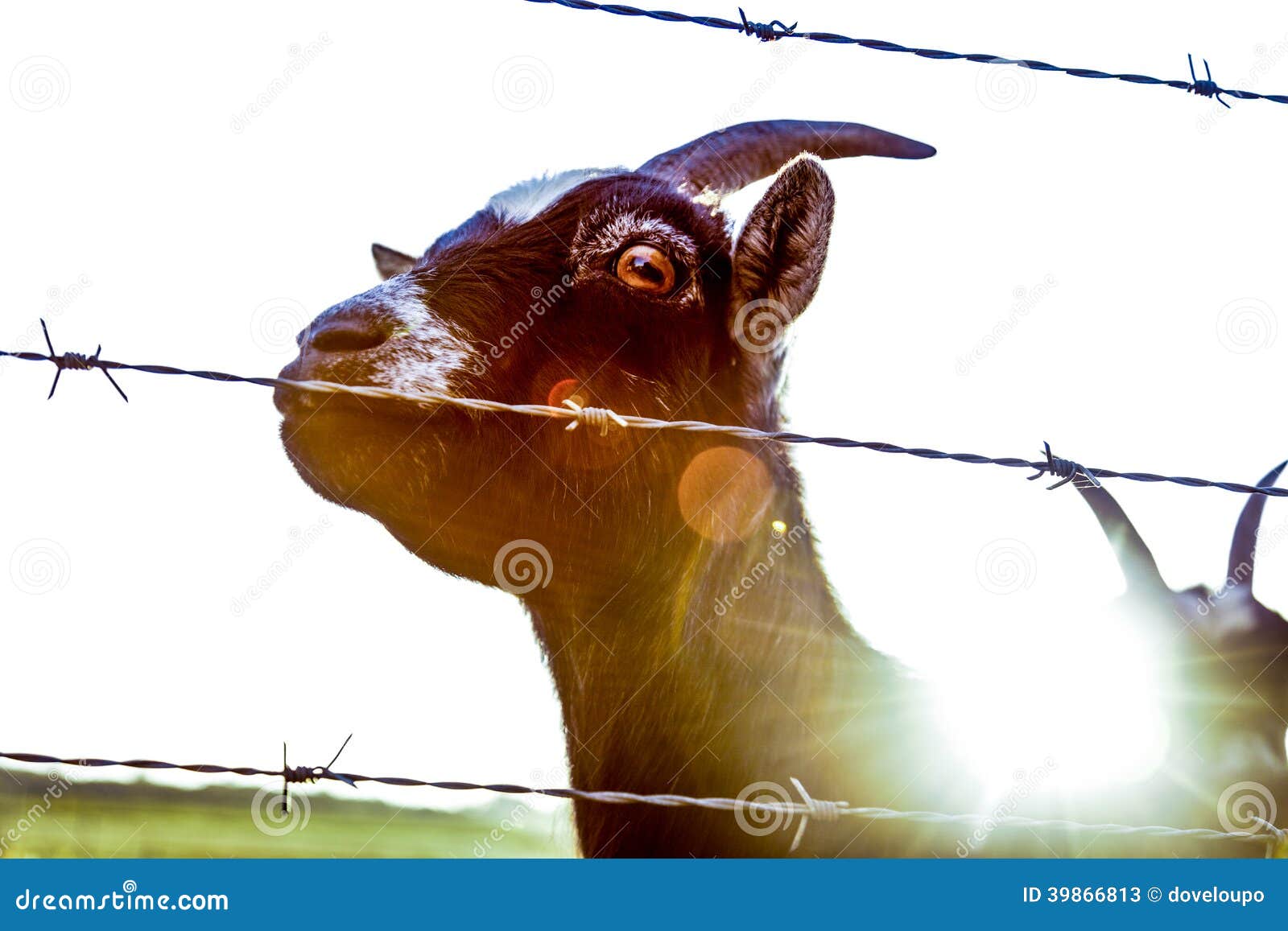 Alba Dell'occhio Della Capra Immagine Stock - Immagine di mungitura ...