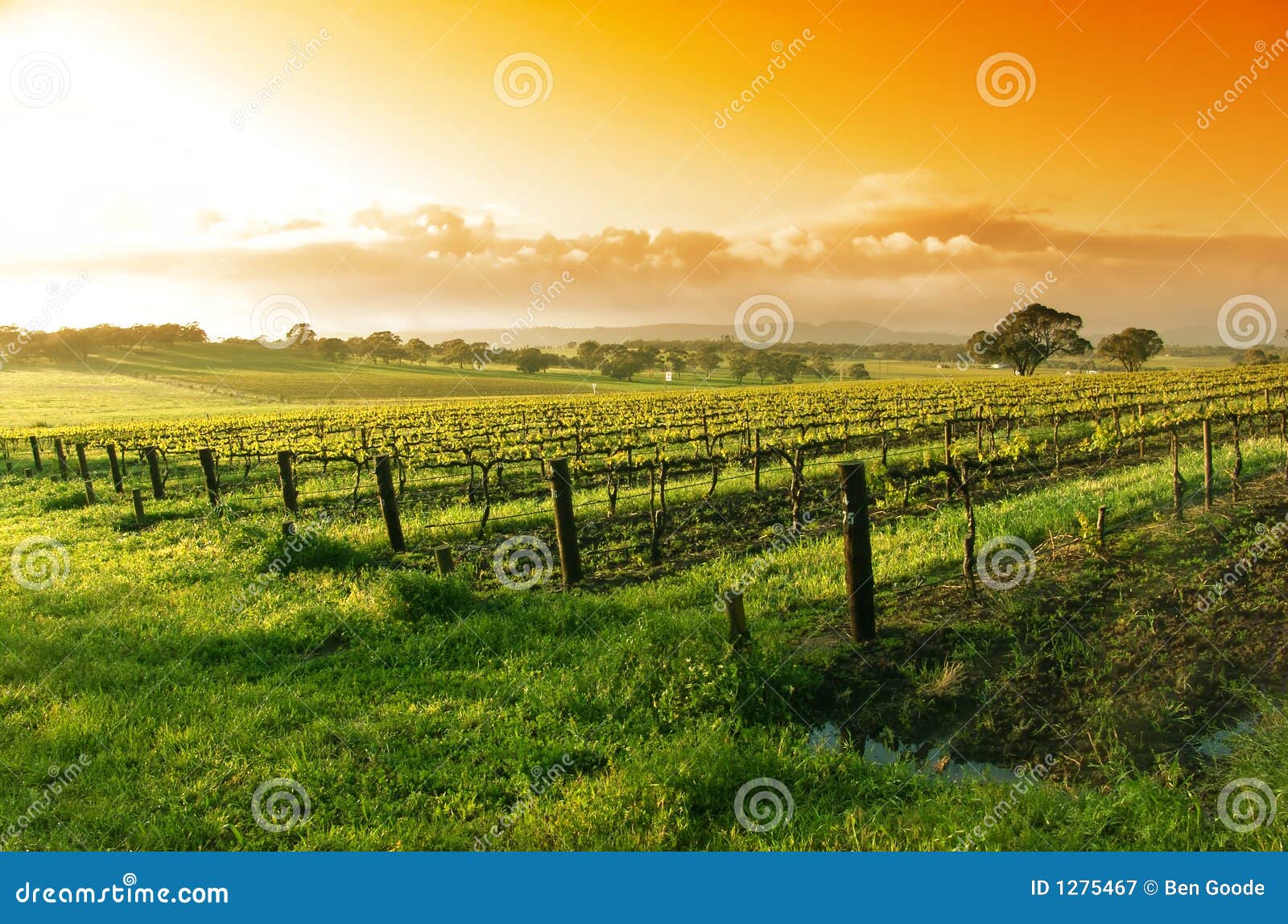 Alba della vigna immagine stock. Immagine di scenico, fresco - 1275467