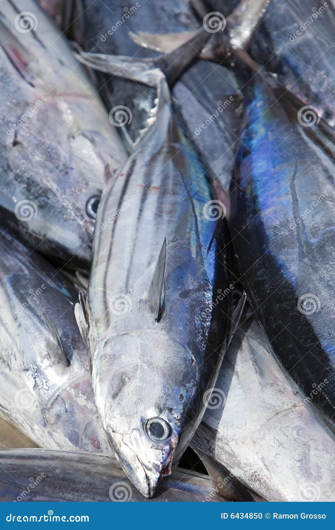 Albacore stock photo. Image of fresh, yellow, fishmonger - 6434850