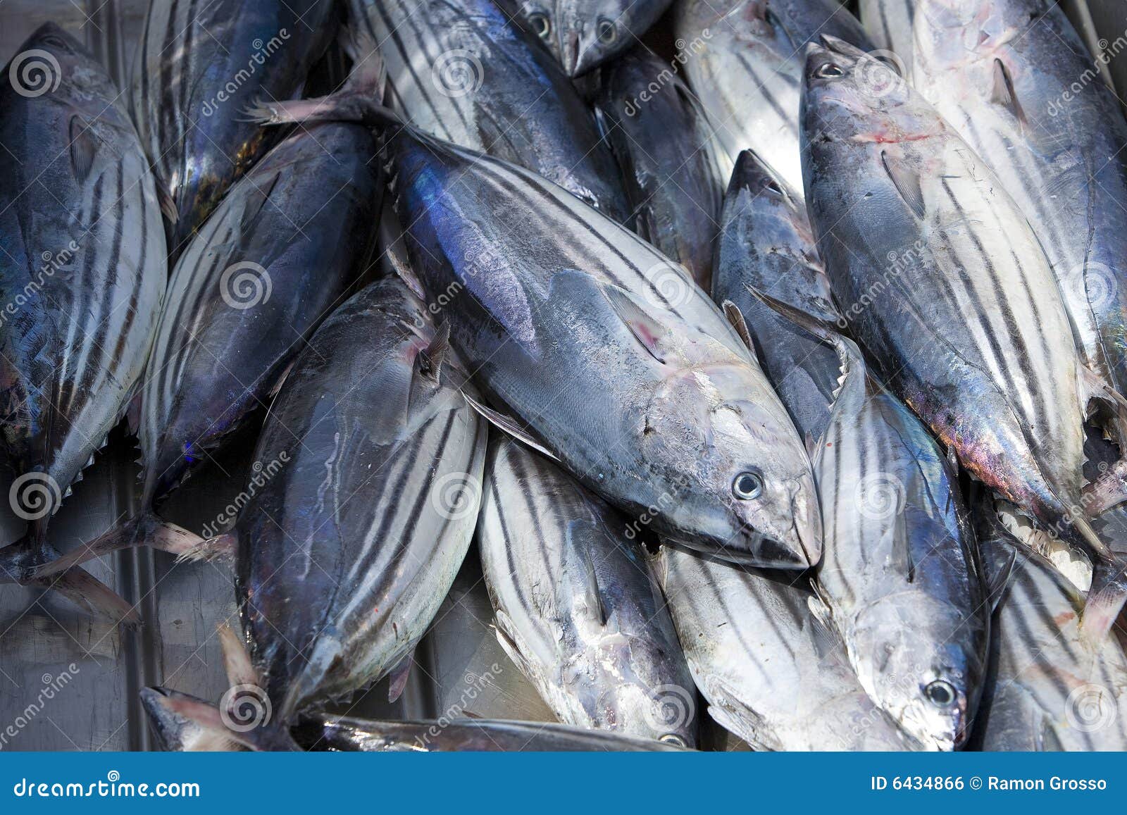 Albacore stock photo. Image of fisherman, fish, yellow - 6434866