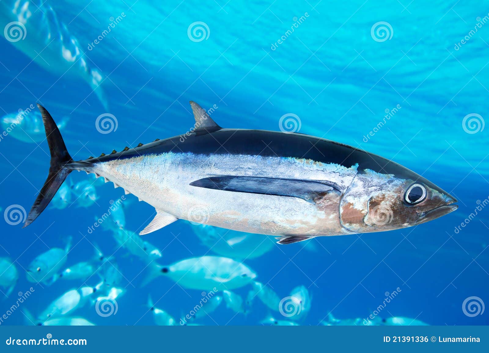 Tuna Fish Swimming Underwater Known As Bluefin Tuna, Atlantic Bluefin ...