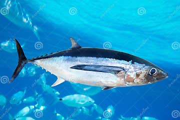 Albacore Tuna Fish Thunnus Alalunga Stock Photo - Image of fresh ...