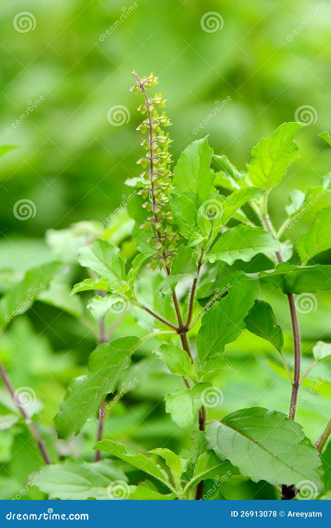 Albahaca santa. foto de archivo. Imagen de dieta, travieso - 26913078