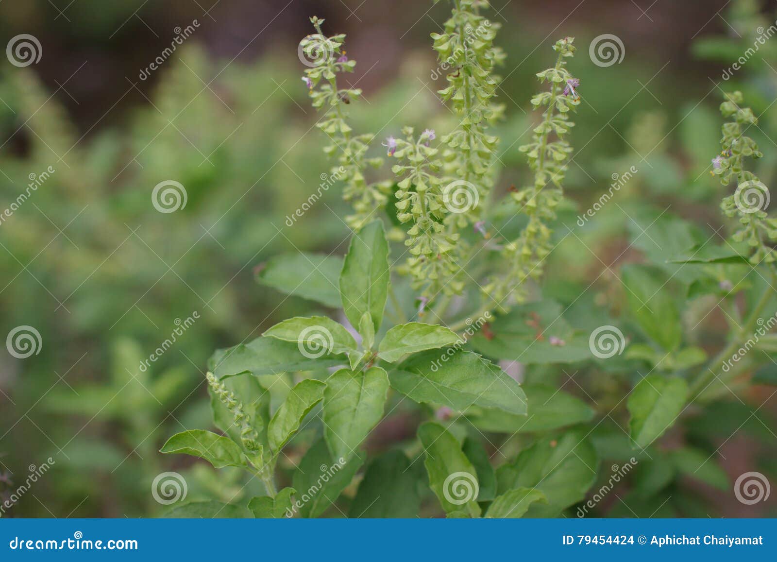 Albahaca santa foto de archivo. Imagen de frescura, hierba - 79454424