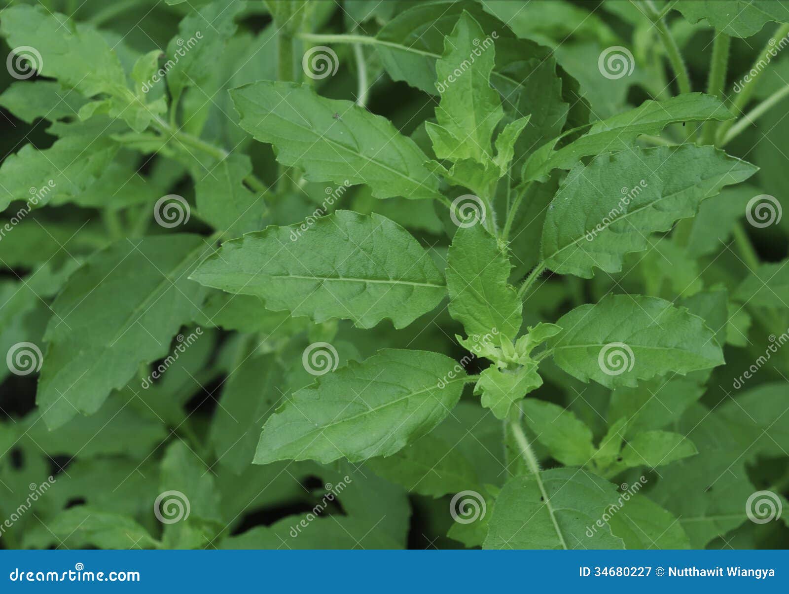 Albahaca santa fresca imagen de archivo. Imagen de crecimiento - 34680227