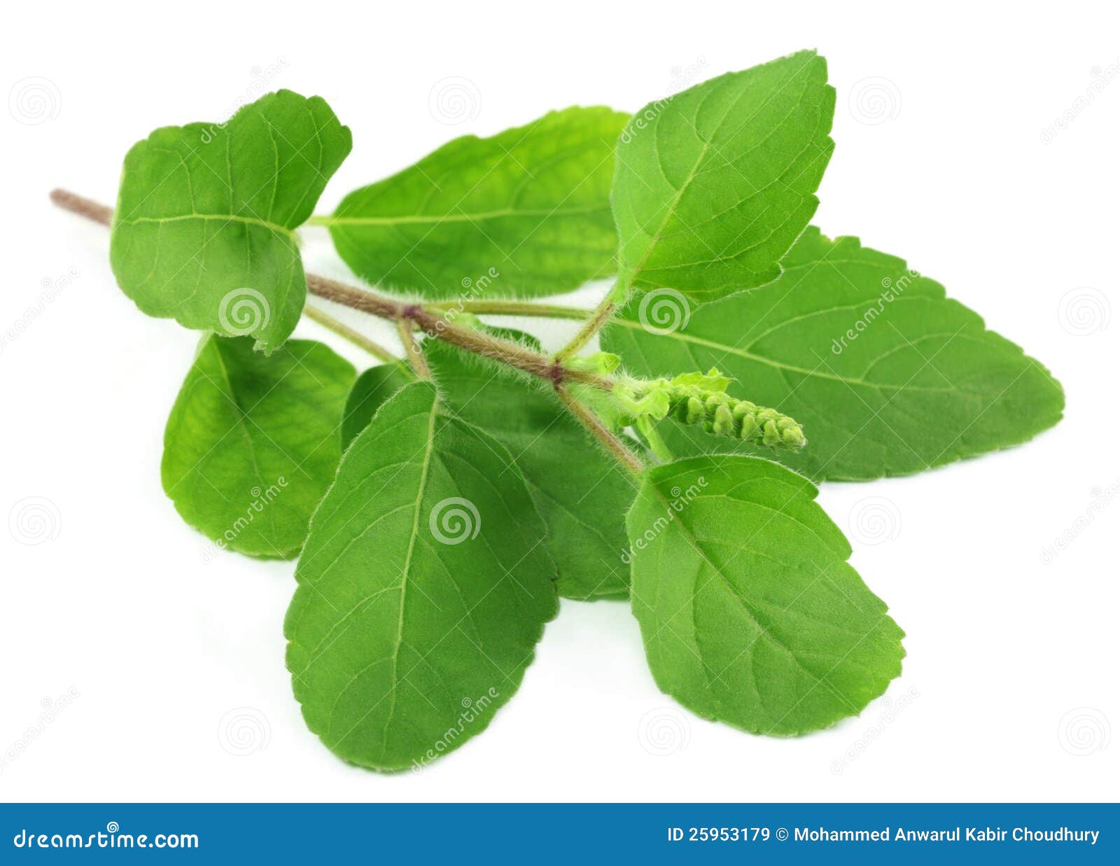 Albahaca santa medicinal imagen de archivo. Imagen de tallo - 25953179