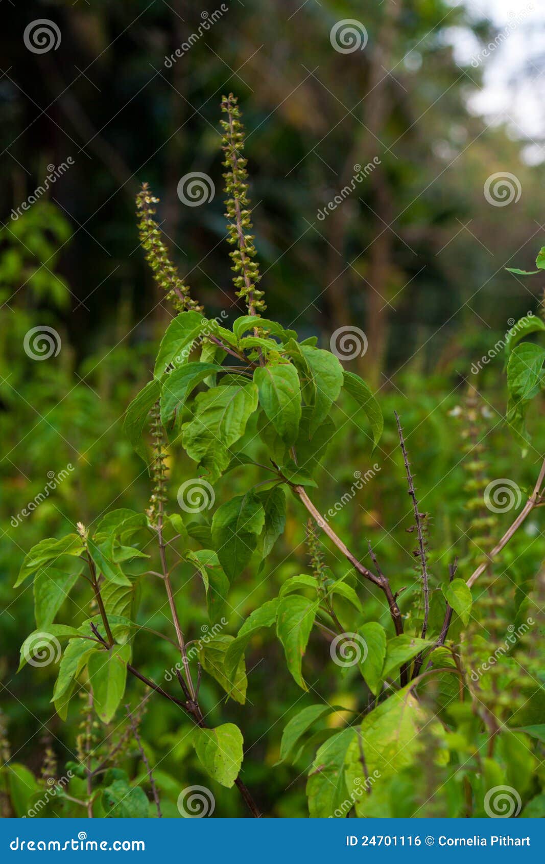 Albahaca santa o Tulsi foto de archivo. Imagen de albahaca - 24701116