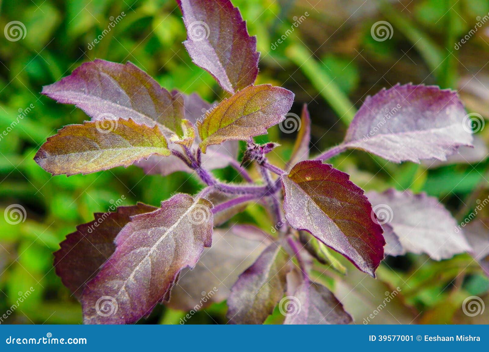 Albahaca santa o Tulsi imagen de archivo. Imagen de planta - 39577001