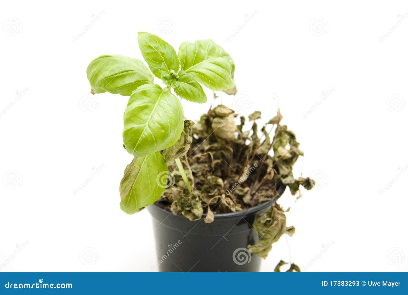 Albahaca seca imagen de archivo. Imagen de especia, aislado - 17383293