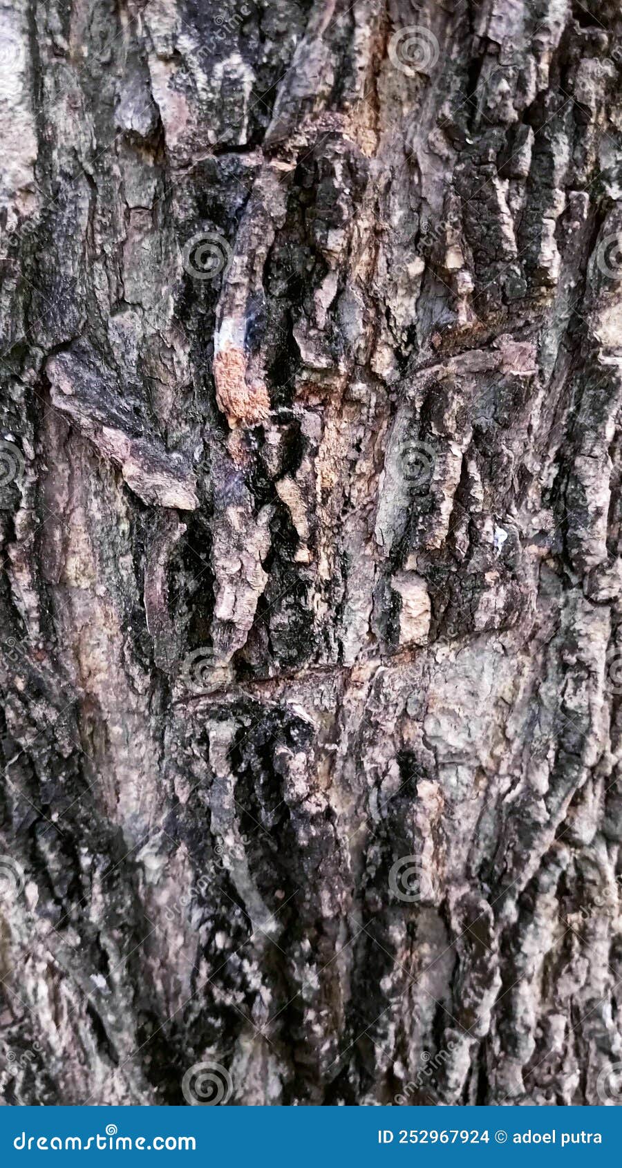 Tree bark stock photo. Image of albasia, peel, tree - 252967924