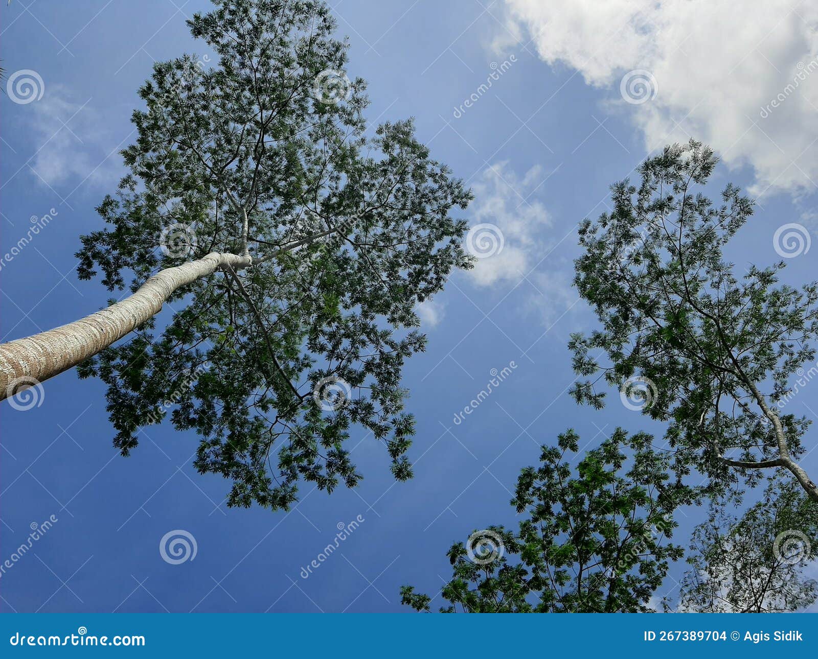 Albasia Trees Planted by Forest Farmers for Future Assets Stock Photo ...