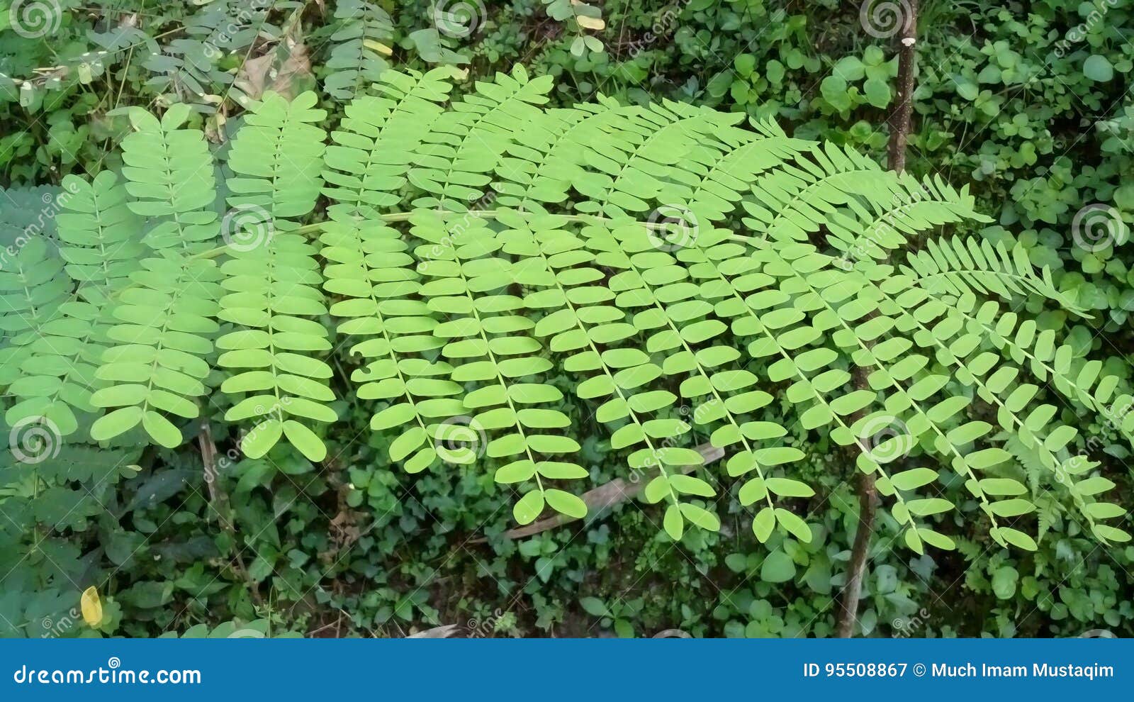 Albasiah tree leaves stock image. Image of green, field - 95508867