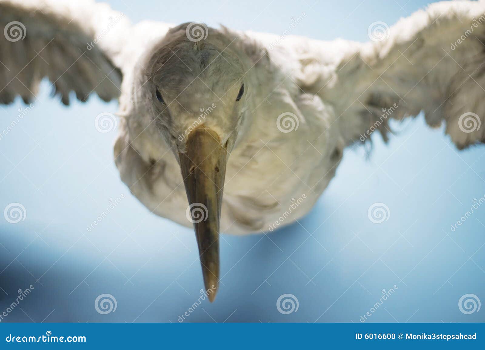 Albatros stock photo. Image of albatros, feathering, white - 6016600