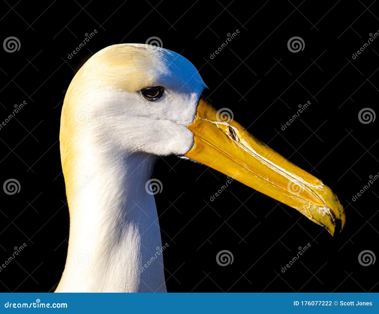 Albatros Bird Portrait stock photo. Image of mating - 176077222