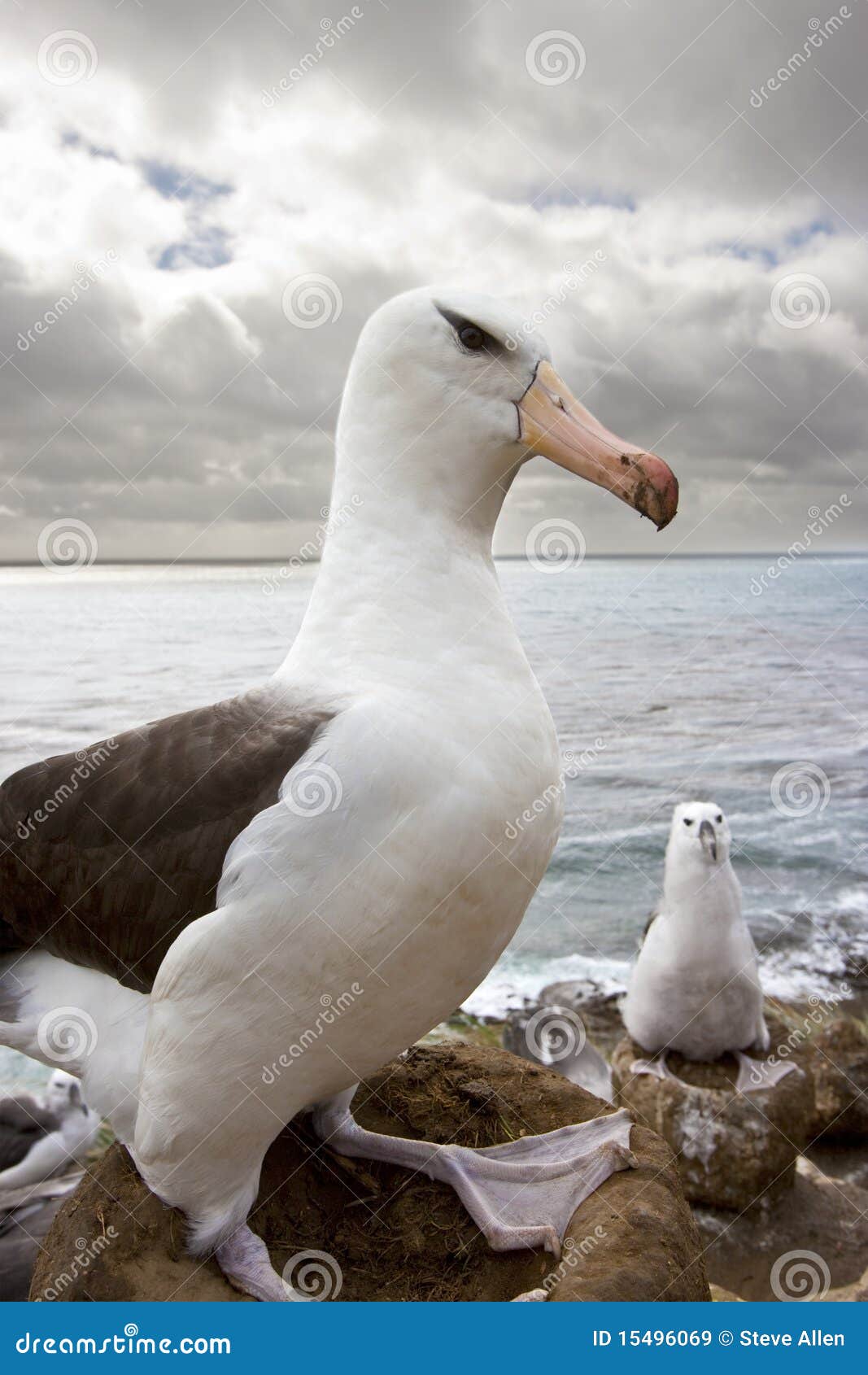Albatros Black-browed - Islas De Falkand Imagen de archivo - Imagen de ...