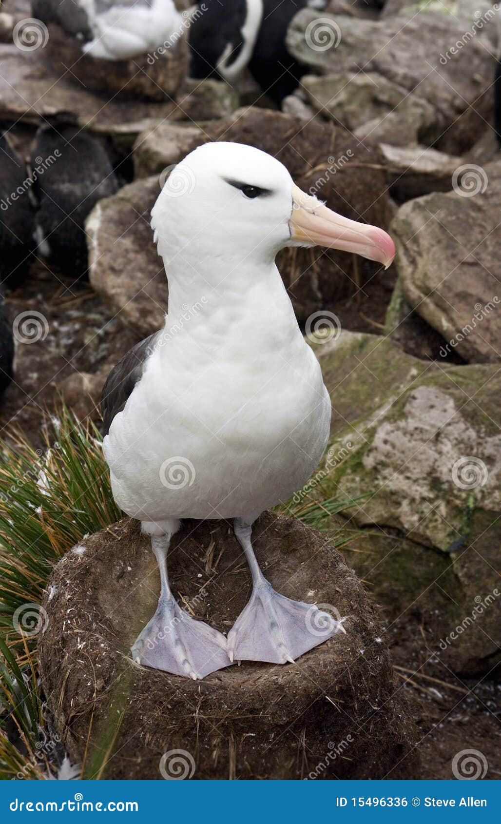 Albatros Black-browed - Islas De Falkand Foto de archivo - Imagen de ...