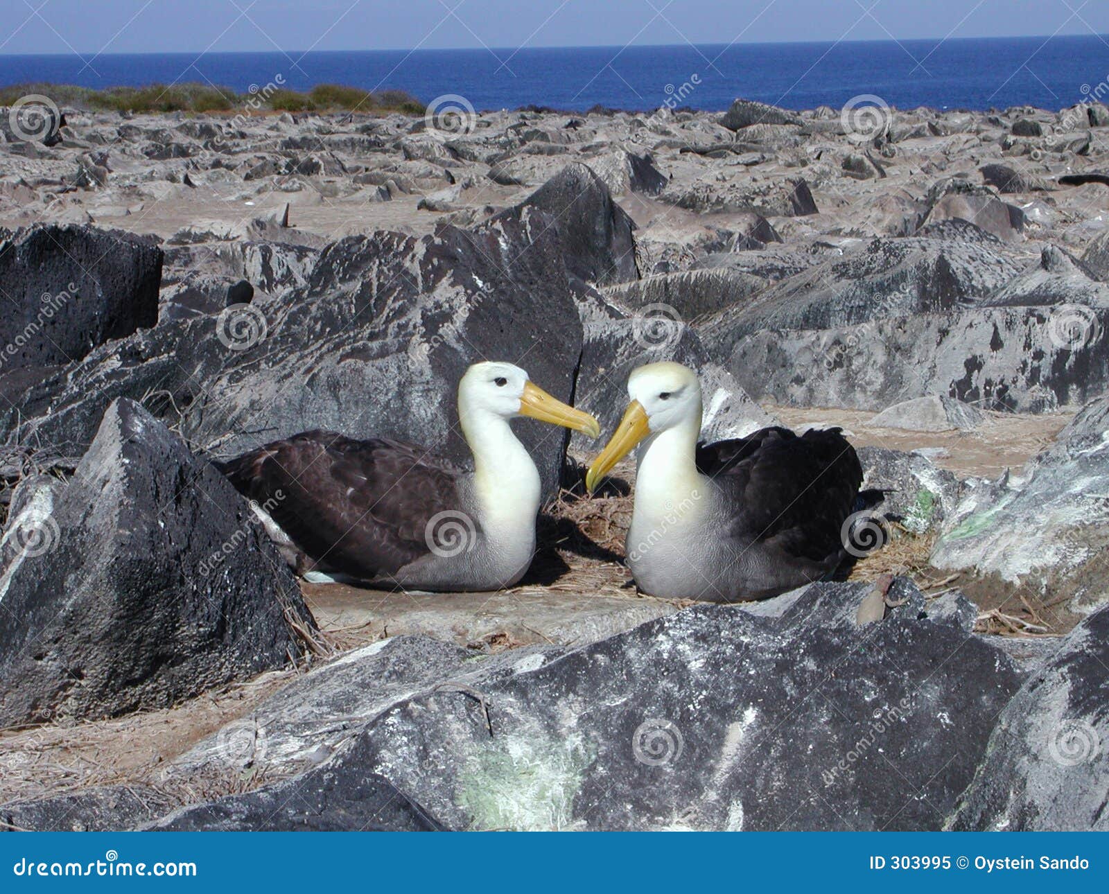 Albatros couple stock image. Image of bird, ecuador, albatross - 303995
