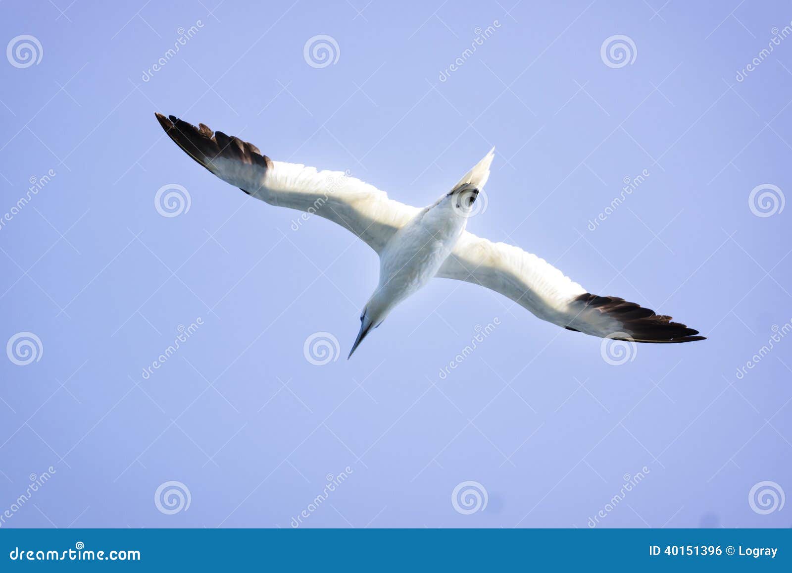 A Albatros Flies in the Clear Blue Sky. Stock Photo - Image of life ...