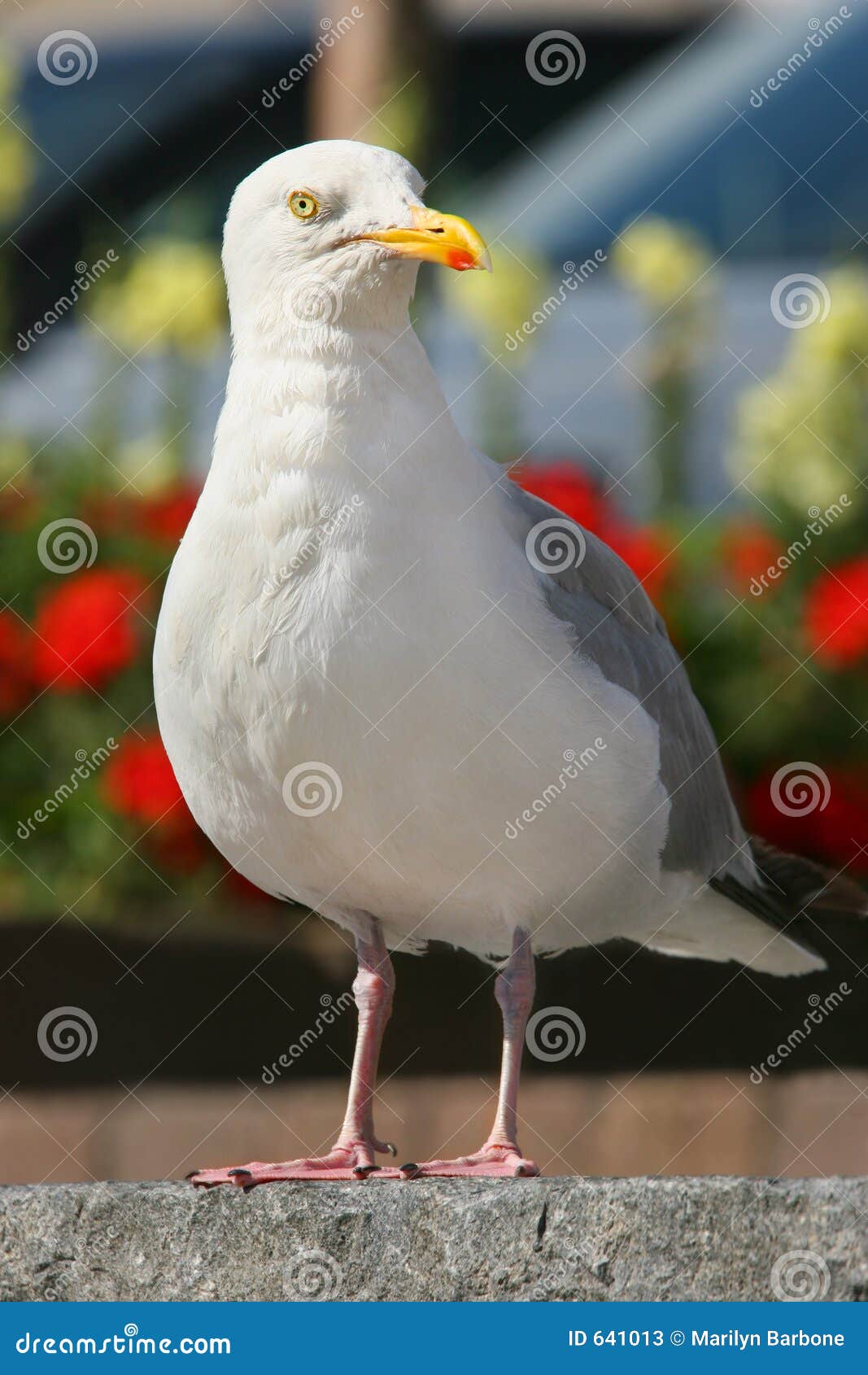 The Albatross stock image. Image of feathered, wildlife - 641013