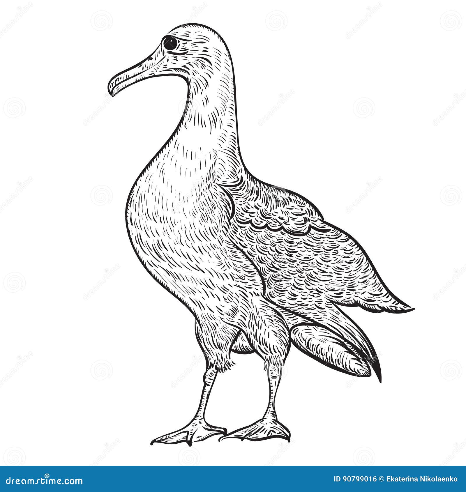 Albatross Ilustraciones Stock, Vectores, Y Clipart – (1,445 ...