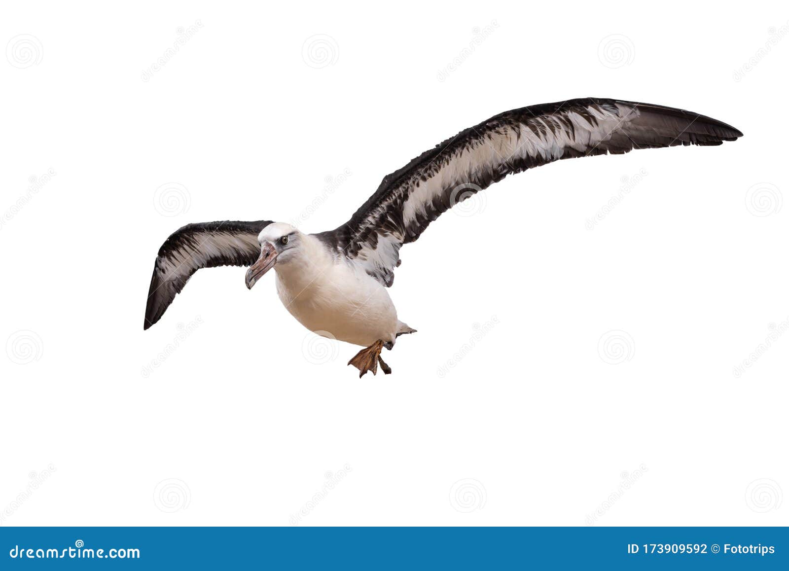 970 White Background Albatross Photos - Free & Royalty-Free Stock ...