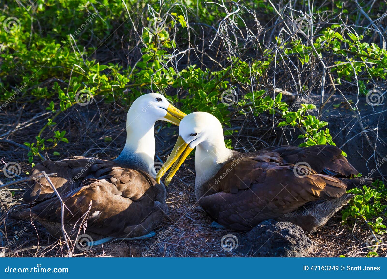 Albatross Birds stock image. Image of feathers, islands - 47163249