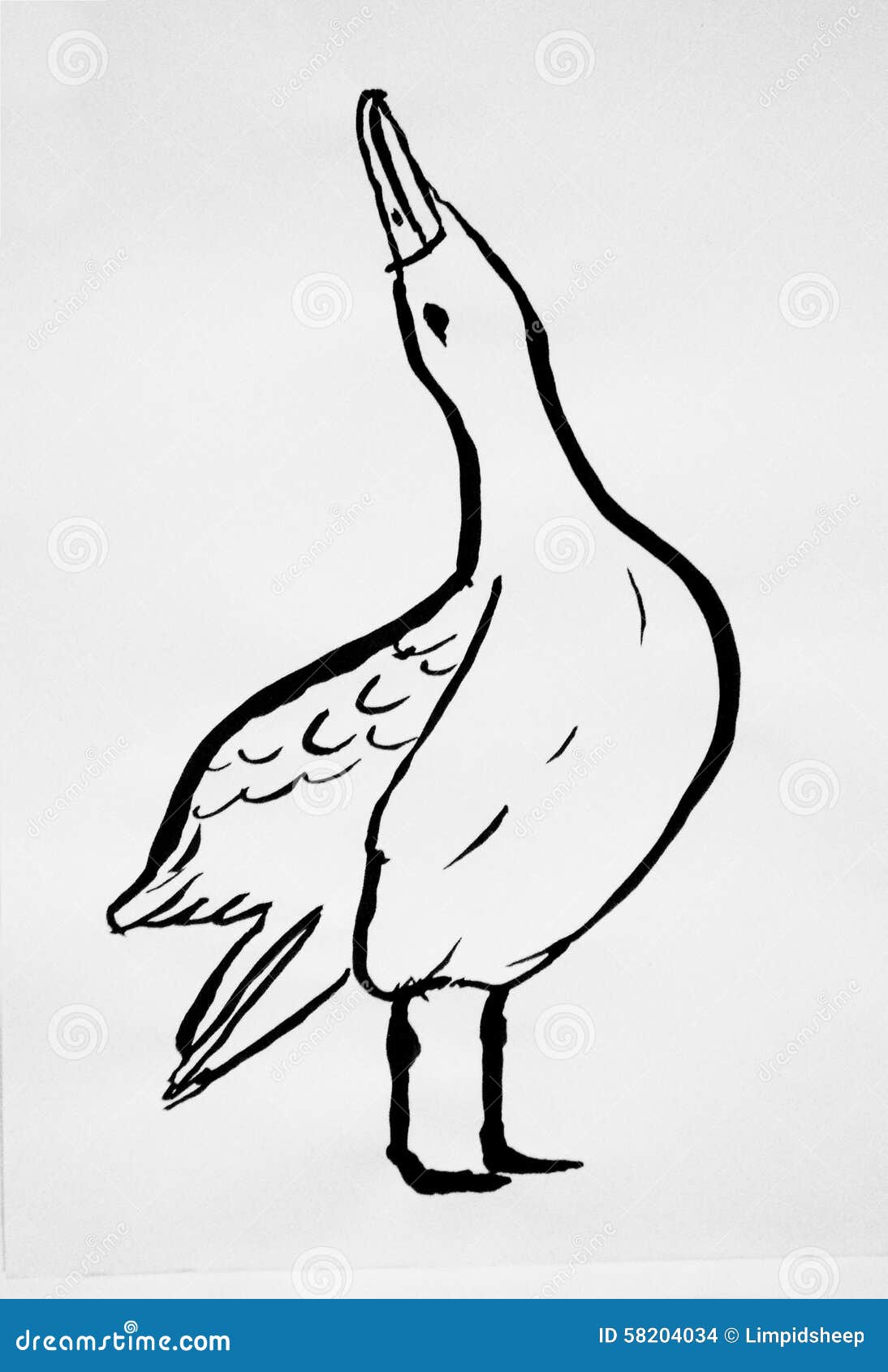 Albatross Drawing Illustration on White Stock Vector - Illustration of ...