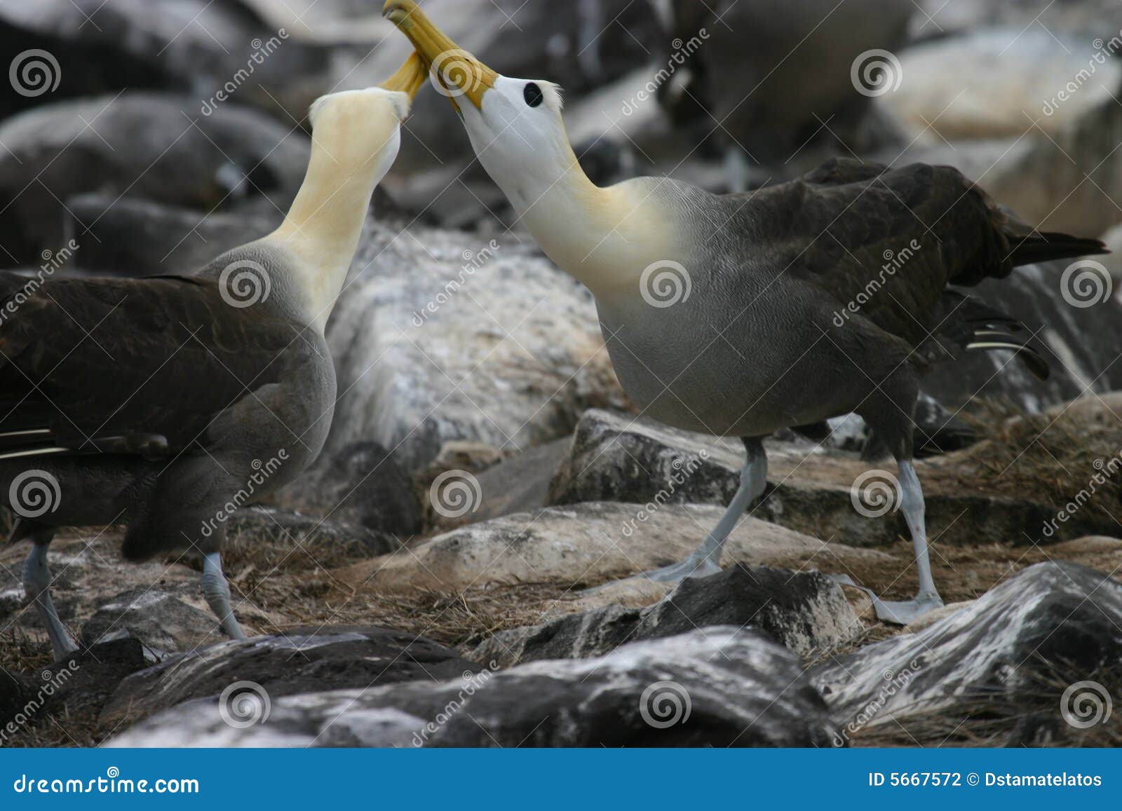 Albatross Fighting Picture. Image: 5667572