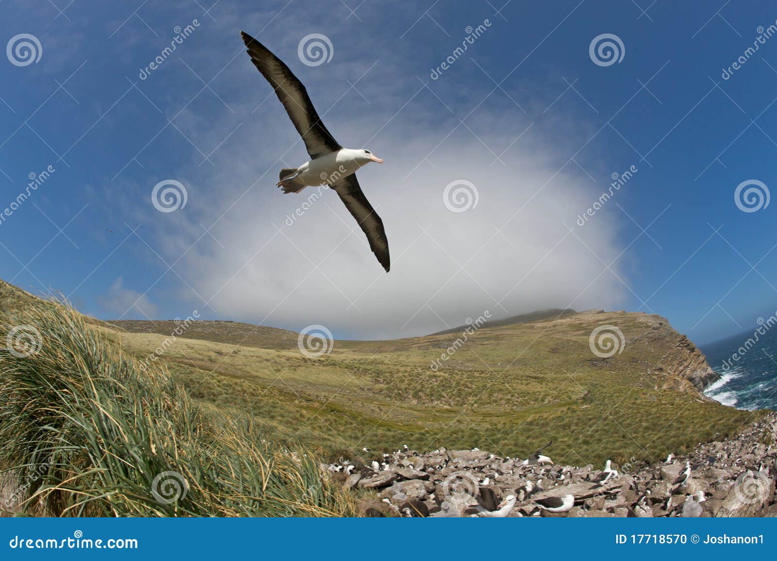Albatross in Flight stock photo. Image of flight, black - 17718570
