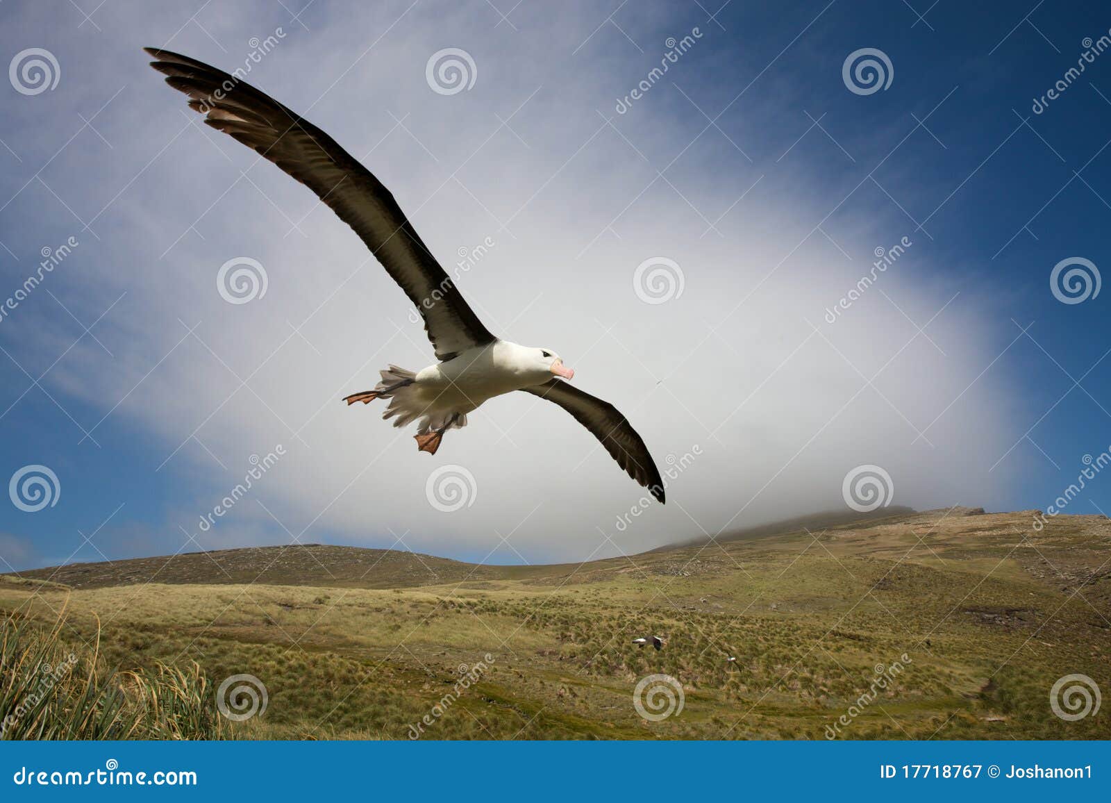 Albatross in Flight stock image. Image of blue, tussac - 17718767