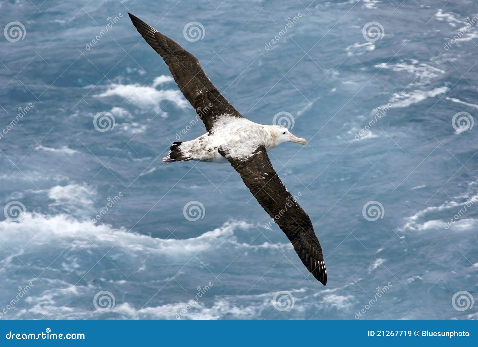 Albatross in flight stock image. Image of wandering, flying - 21267719