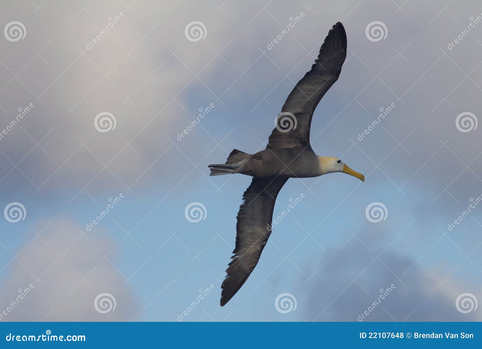 Albatross in Flight stock photo. Image of bird, galapagos - 22107648