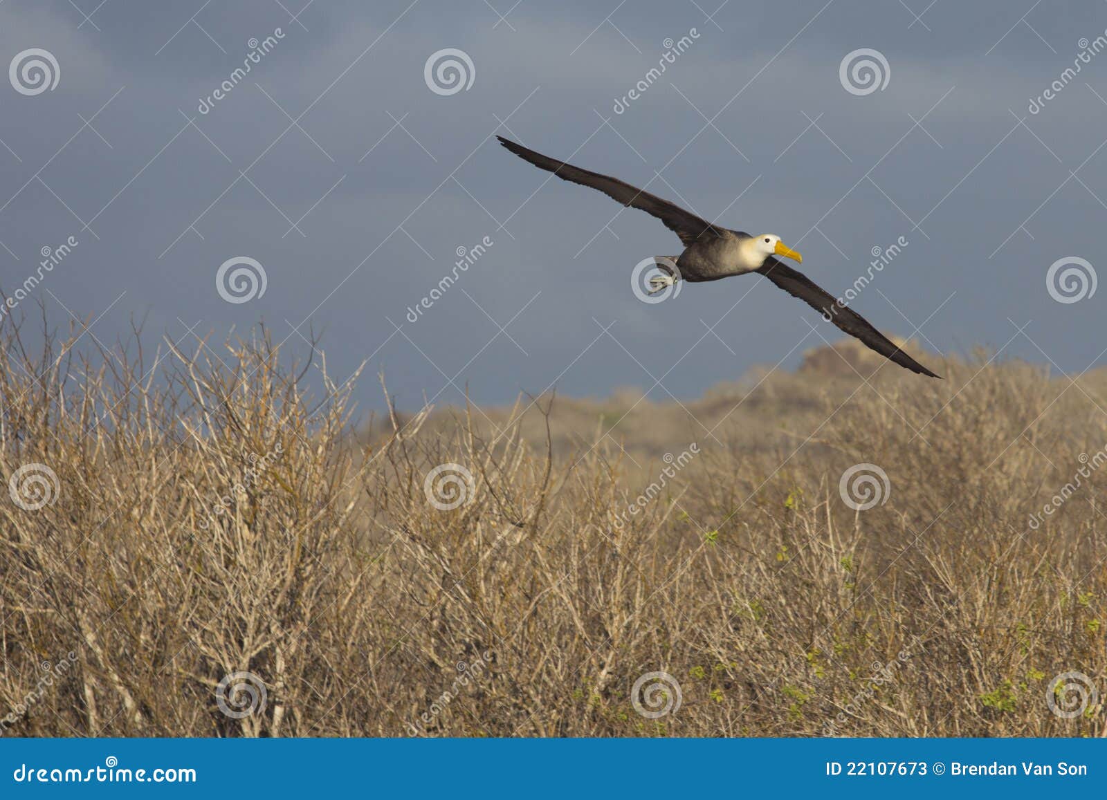 Albatross in Flight stock image. Image of wildlife, galapagos - 22107673