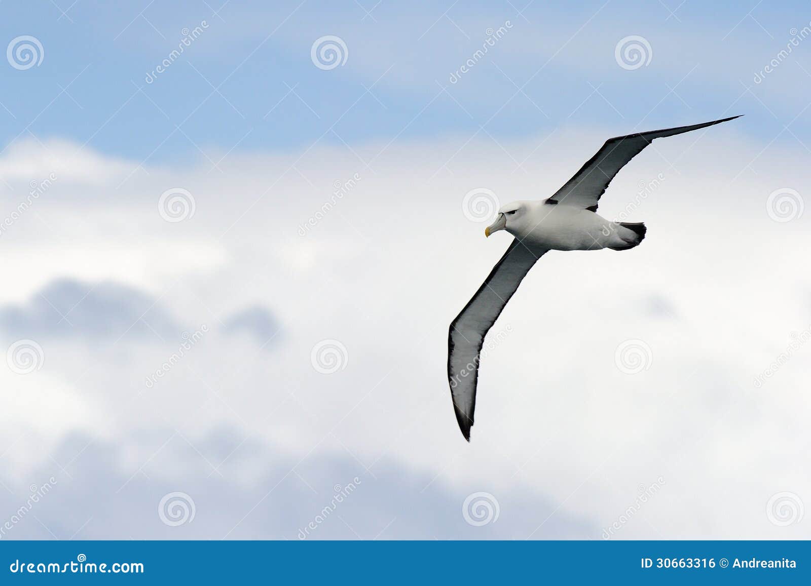 Albatross in flight stock photo. Image of browed, animals - 30663316