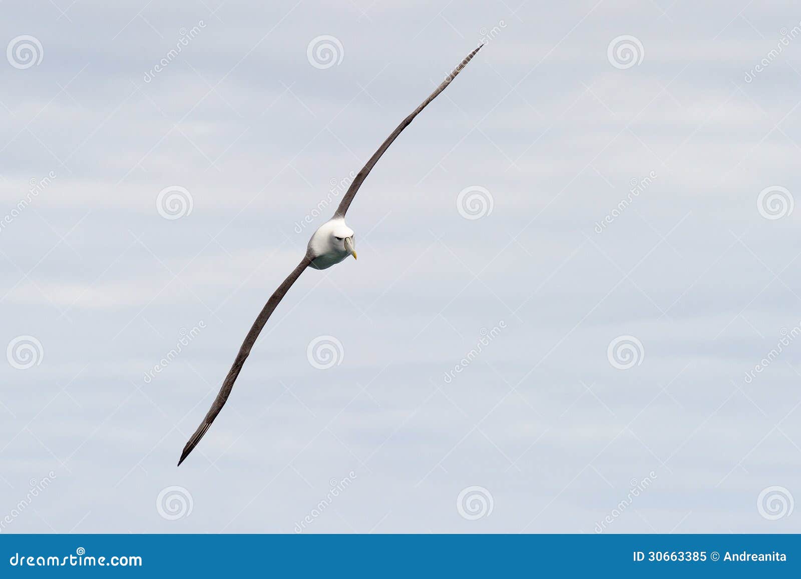 Albatross in flight stock image. Image of fauna, flying - 30663385