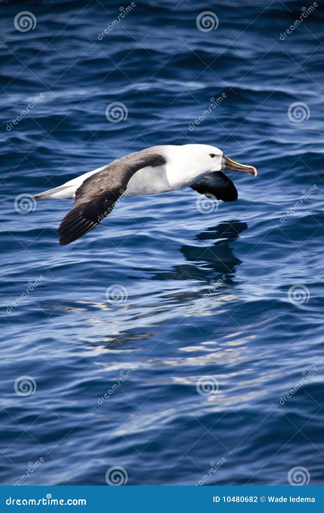 Albatross in Flight, Gliding Low Over Sea Stock Photo - Image of nosed ...