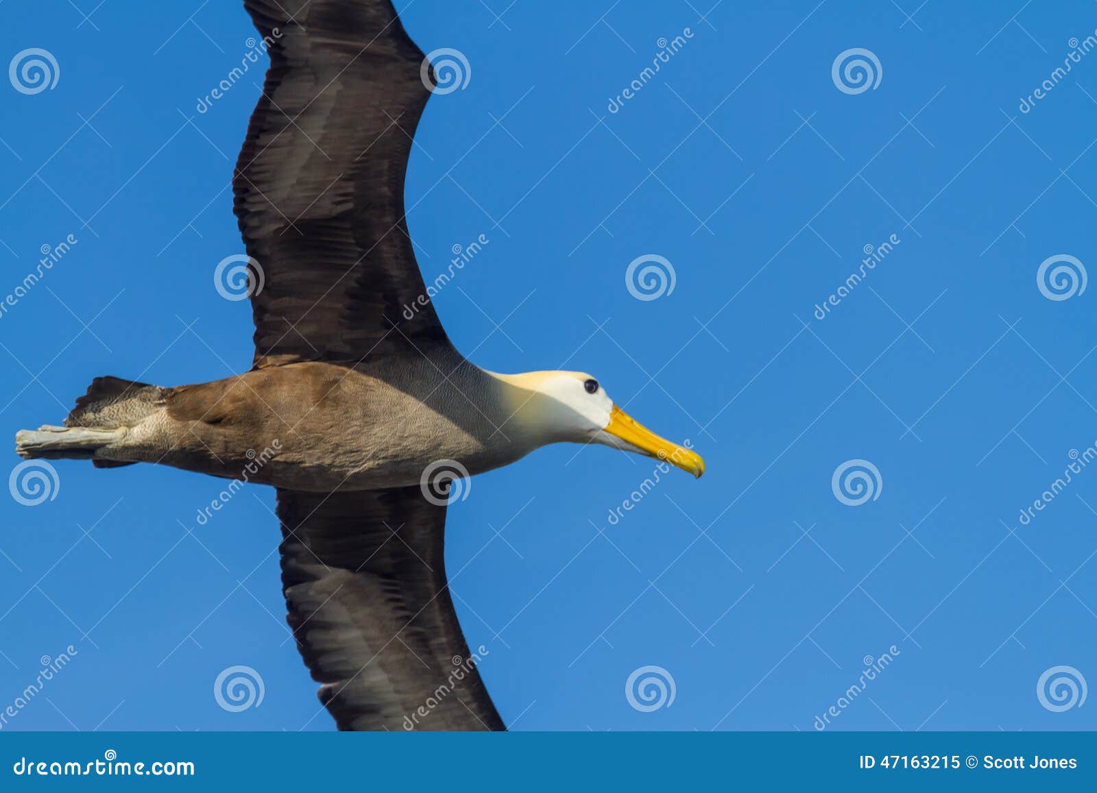 Albatross in Flight stock image. Image of albatross, birdwatching ...