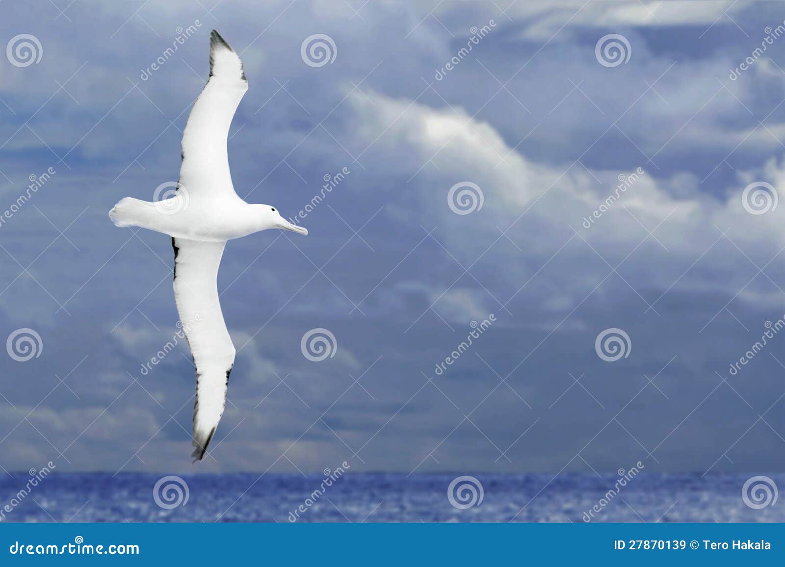 Albatross Flying Over Dark Ocean Stock Image - Image of bird, flying ...