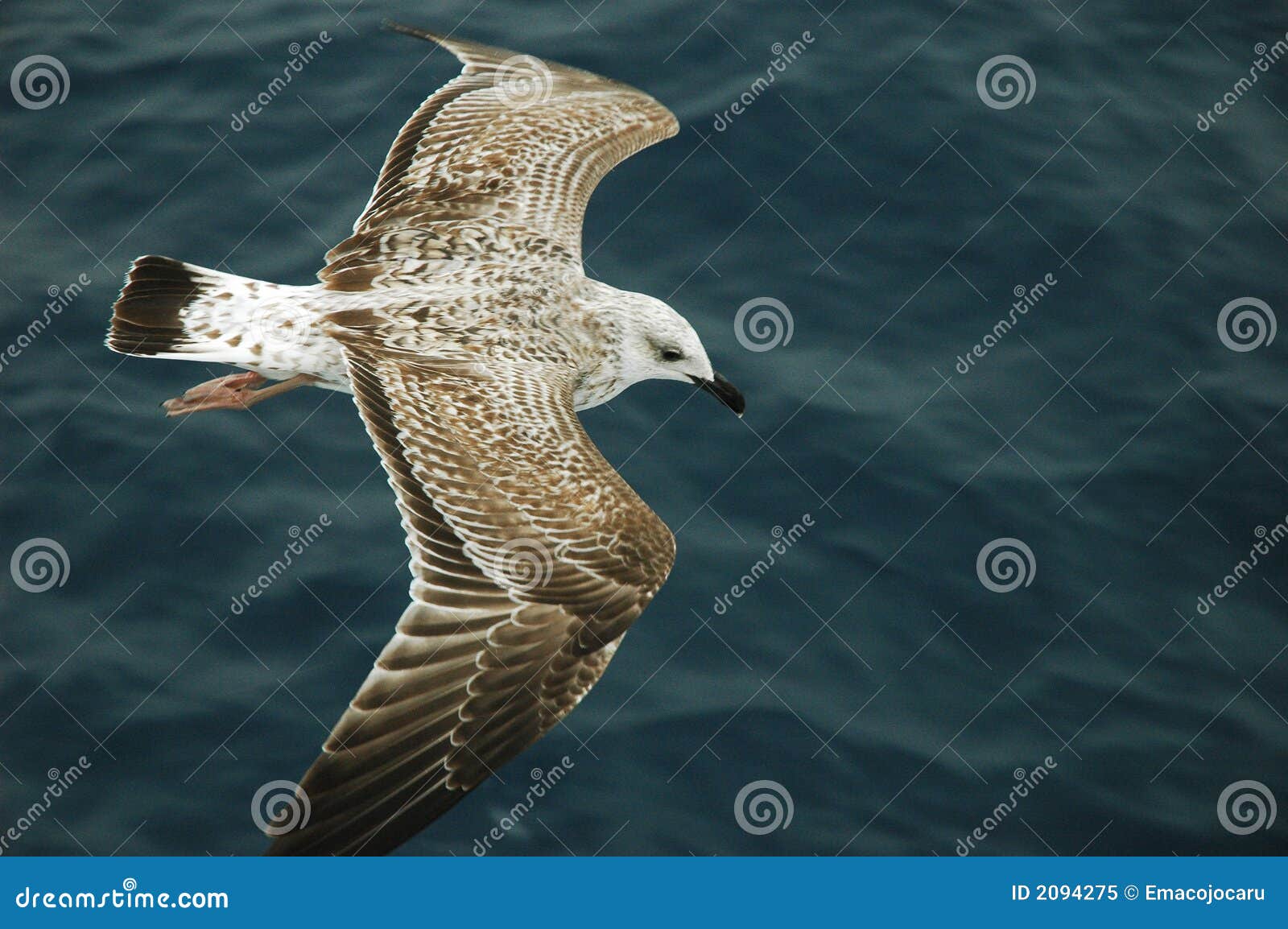Albatross Flying Over the Sea Stock Image - Image of vacation, nature ...