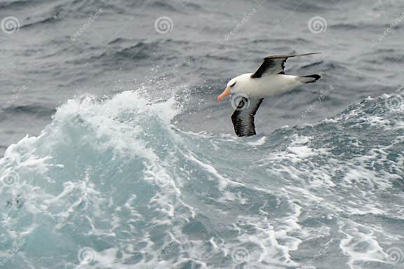 Albatross Flying between Waves Stock Photo - Image of nature, flight ...