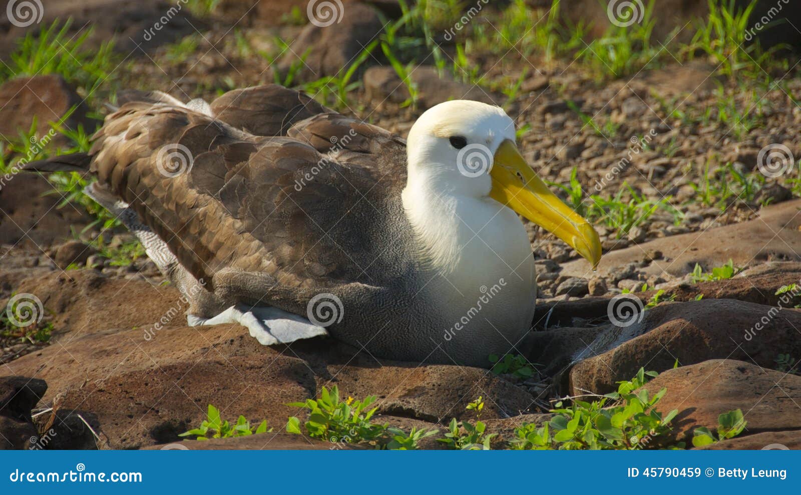 Albatross in Galapagos Islands Stock Image - Image of soaring ...