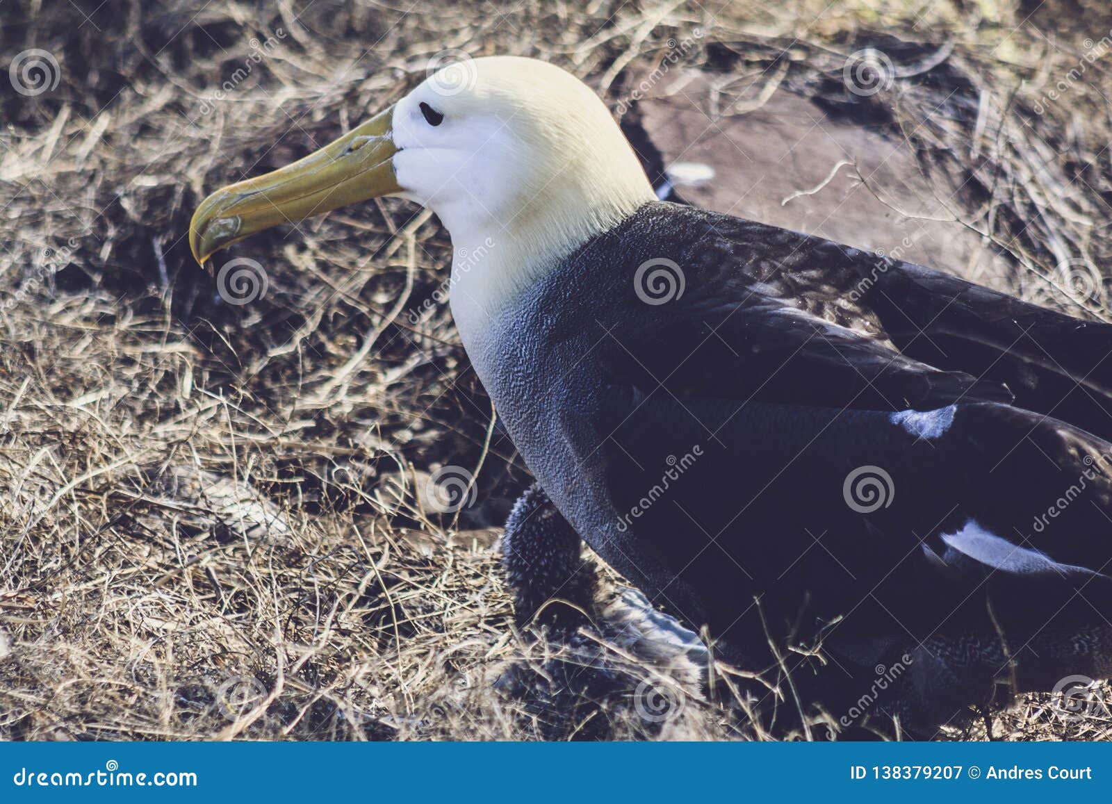 Albatross Nesting Closeup View Stock Image - Image of evolution, calm ...