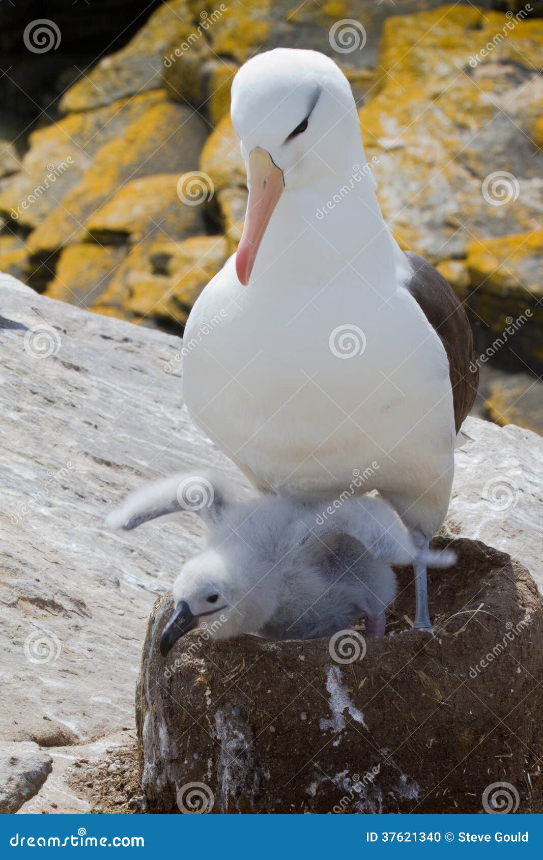 Albatross Parent with Chick Stock Photo - Image of guarding, loving ...