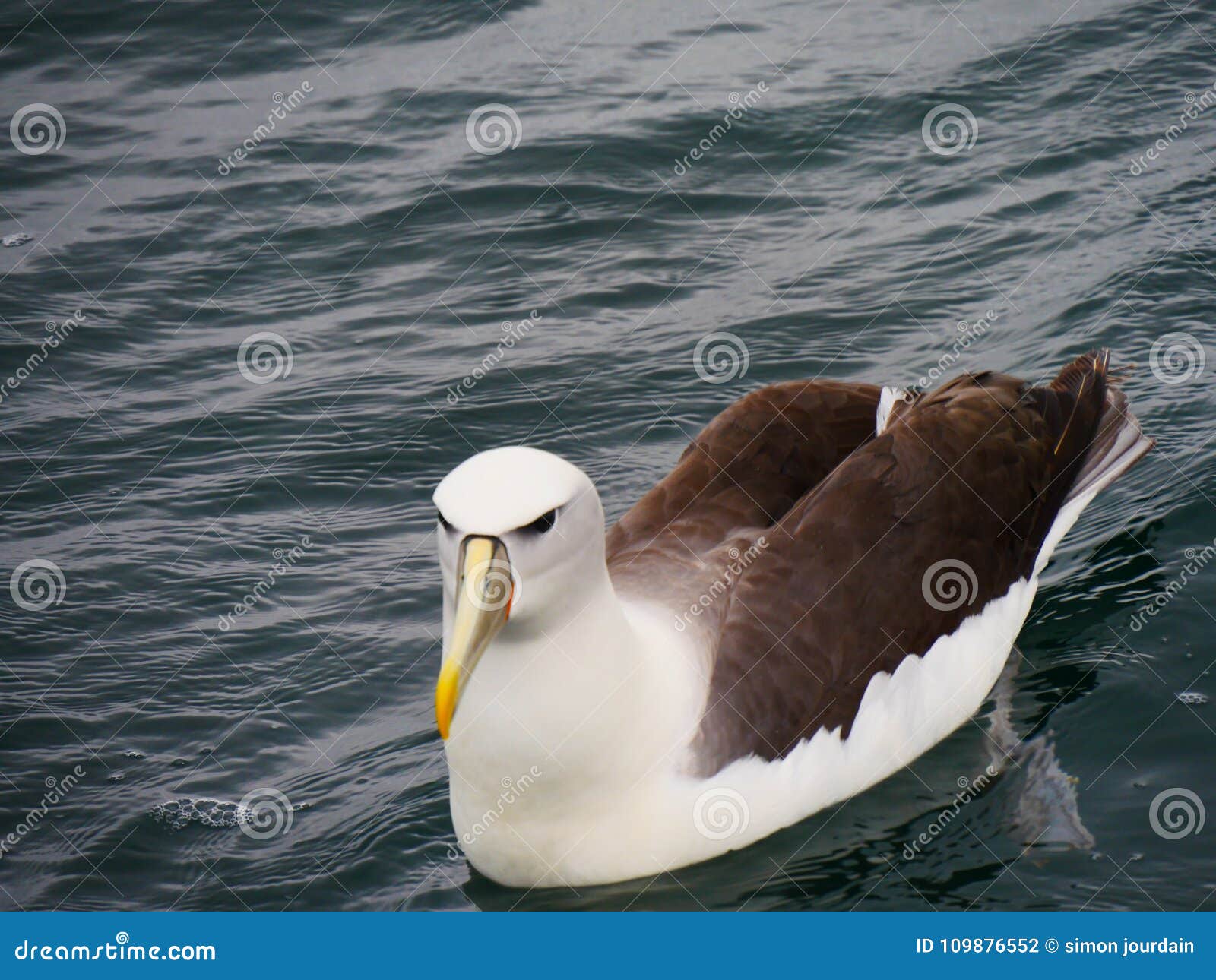Albatross stock photo. Image of feathers, white, beaks - 109876552