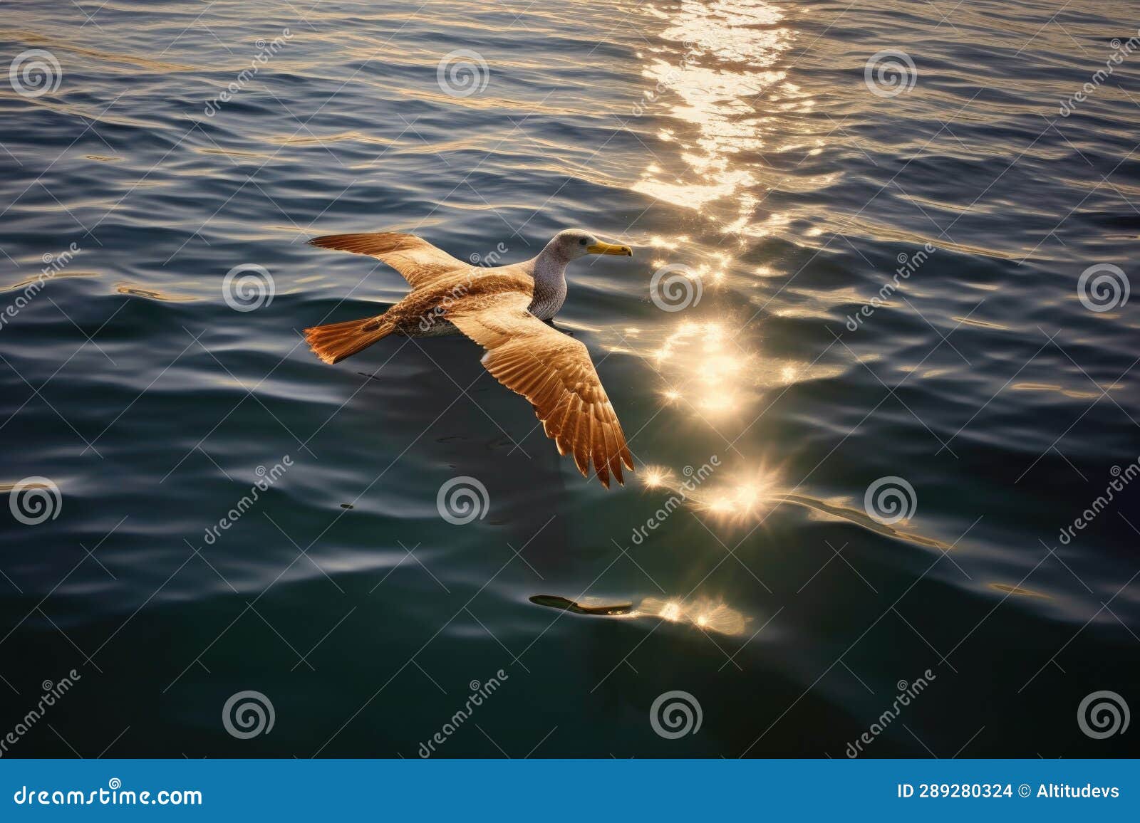 Albatross Shadow Cast on Ocean Surface, Sun Shining through Stock Photo ...