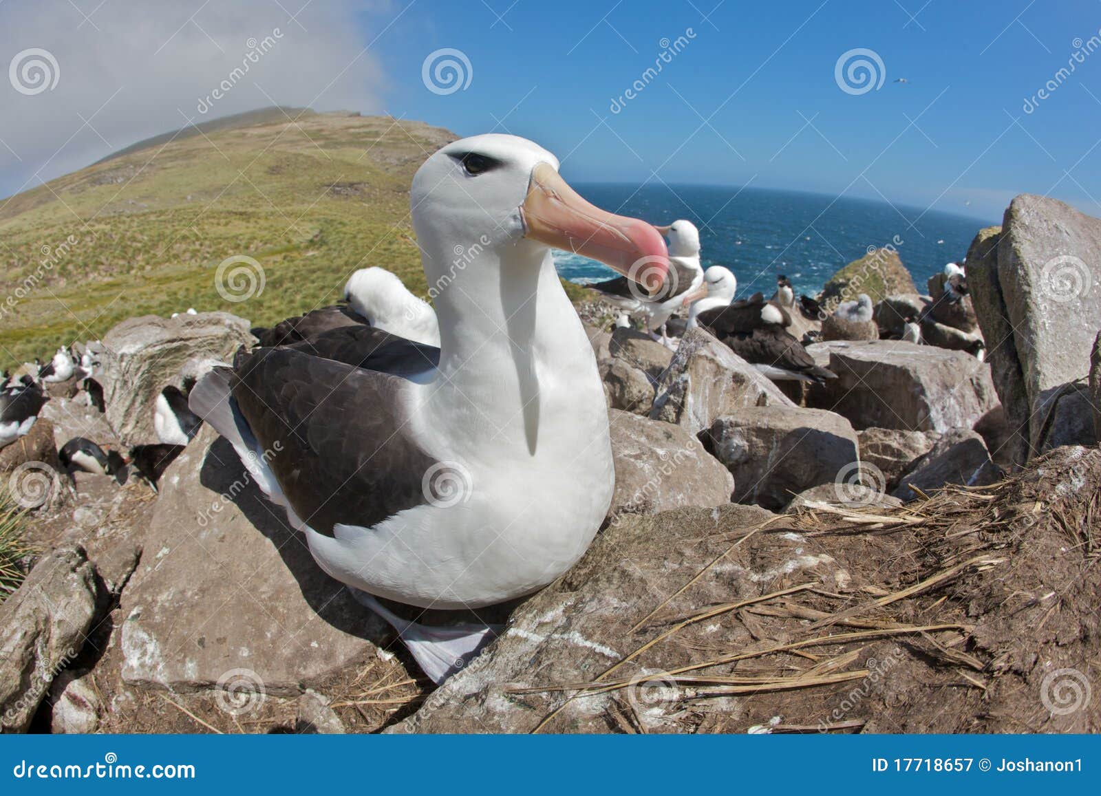Albatross Sitting on a Rocky Hillside Stock Image - Image of bird, hill ...