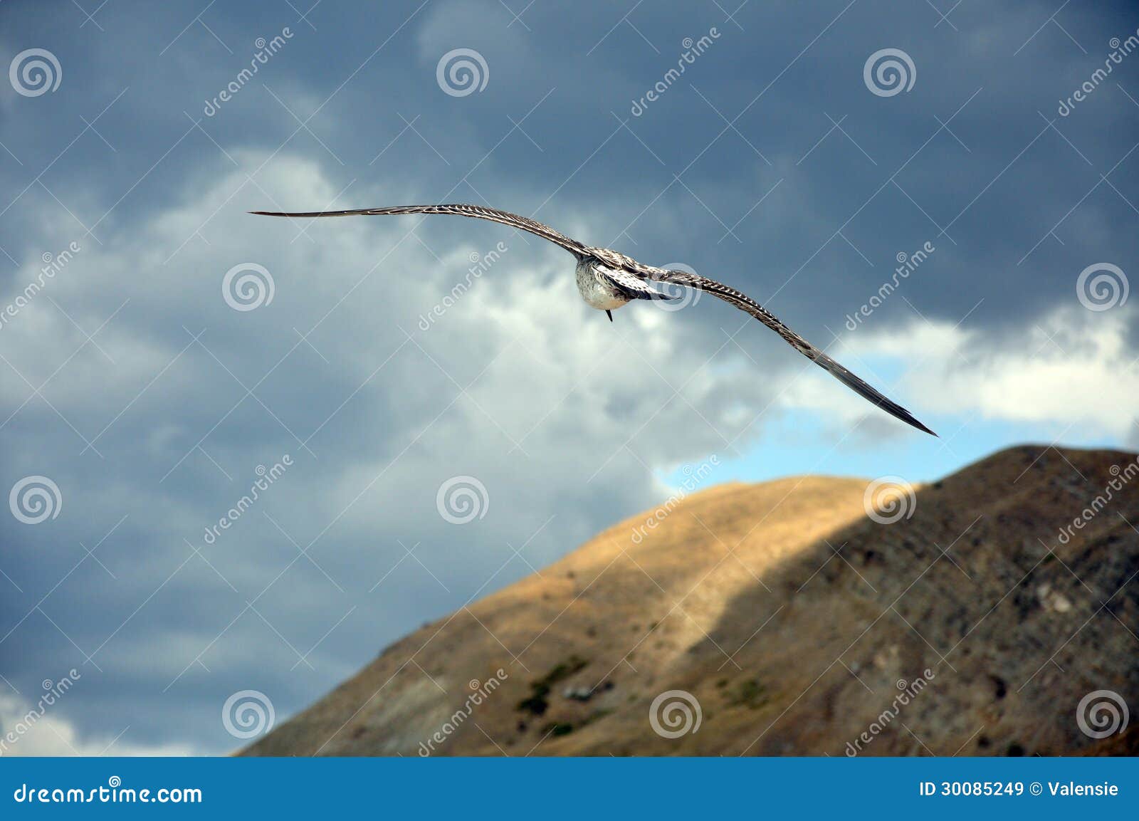 Albatross Soaring Over the Mountain Expanses. Stock Image - Image of ...