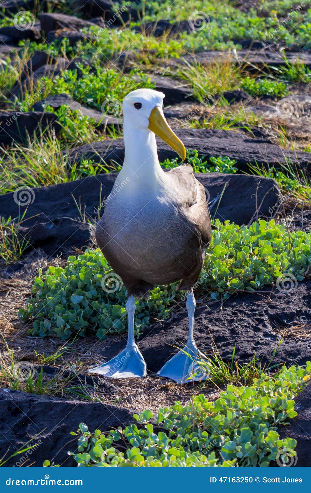 Albatross stock photo. Image of feet, marine, rare, avian - 47163250