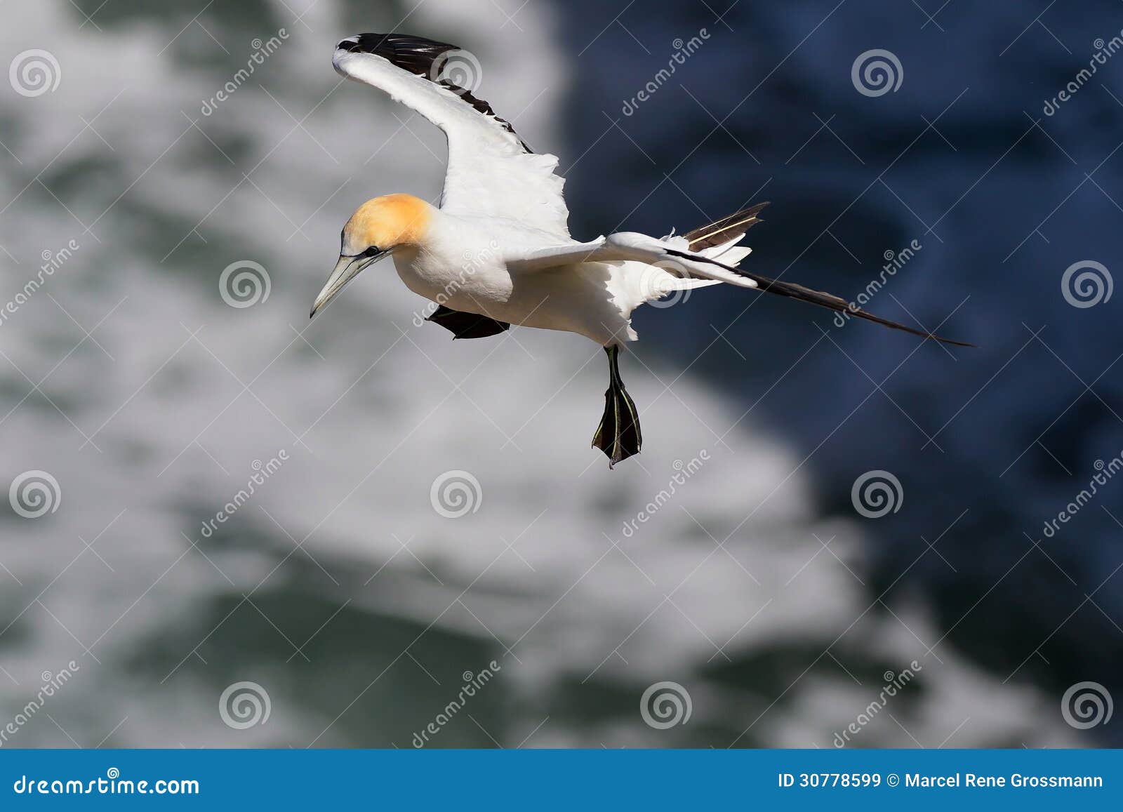 Albatroz da ave marinho imagem de stock. Imagem de asas - 30778599