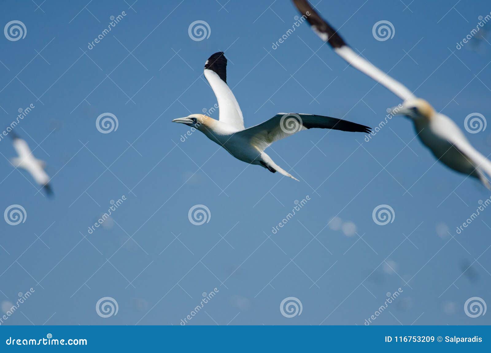 Albatrozes do voo imagem de stock. Imagem de norte, necessidades ...